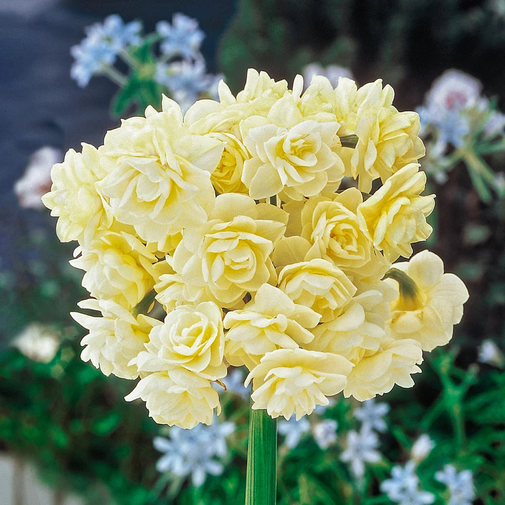 Paperwhite Narcissus Erlicheer | K. van Bourgondien