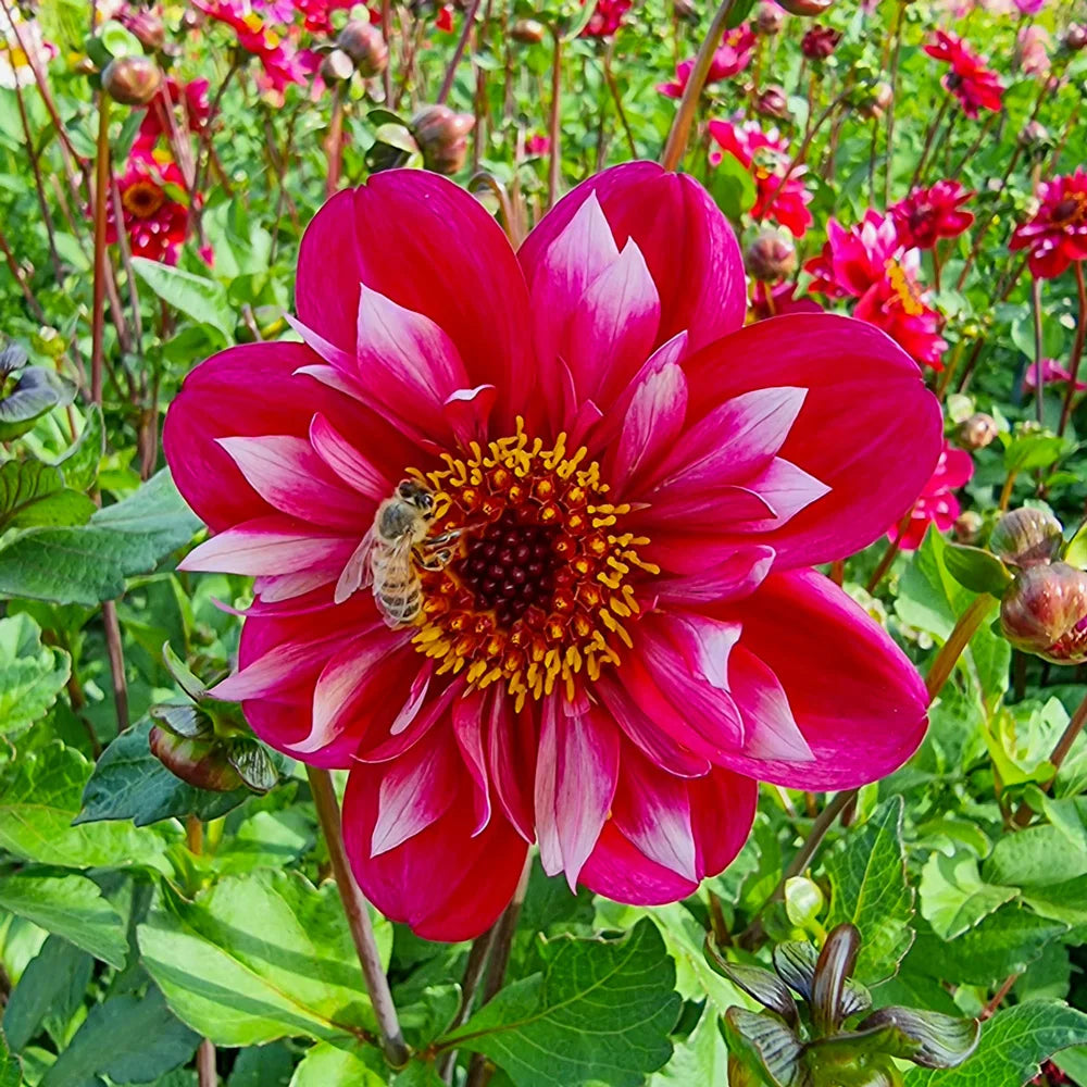 Hootenanny Swan Island Dahlia | K. van Bourgondien