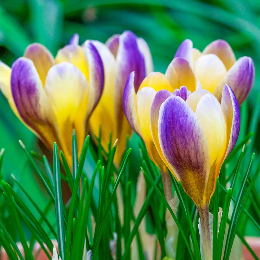 Advance Crocus Bulbs Online | K. van Bourgondien