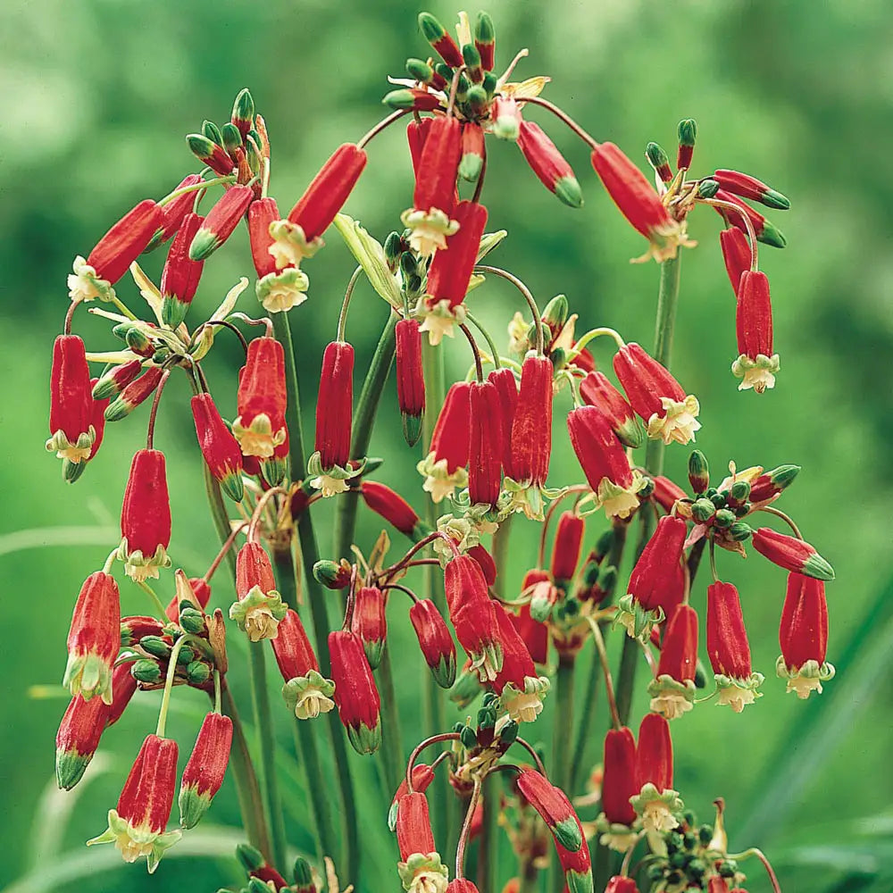 Buy Firecracker Flower Online | K. van Bourgondien