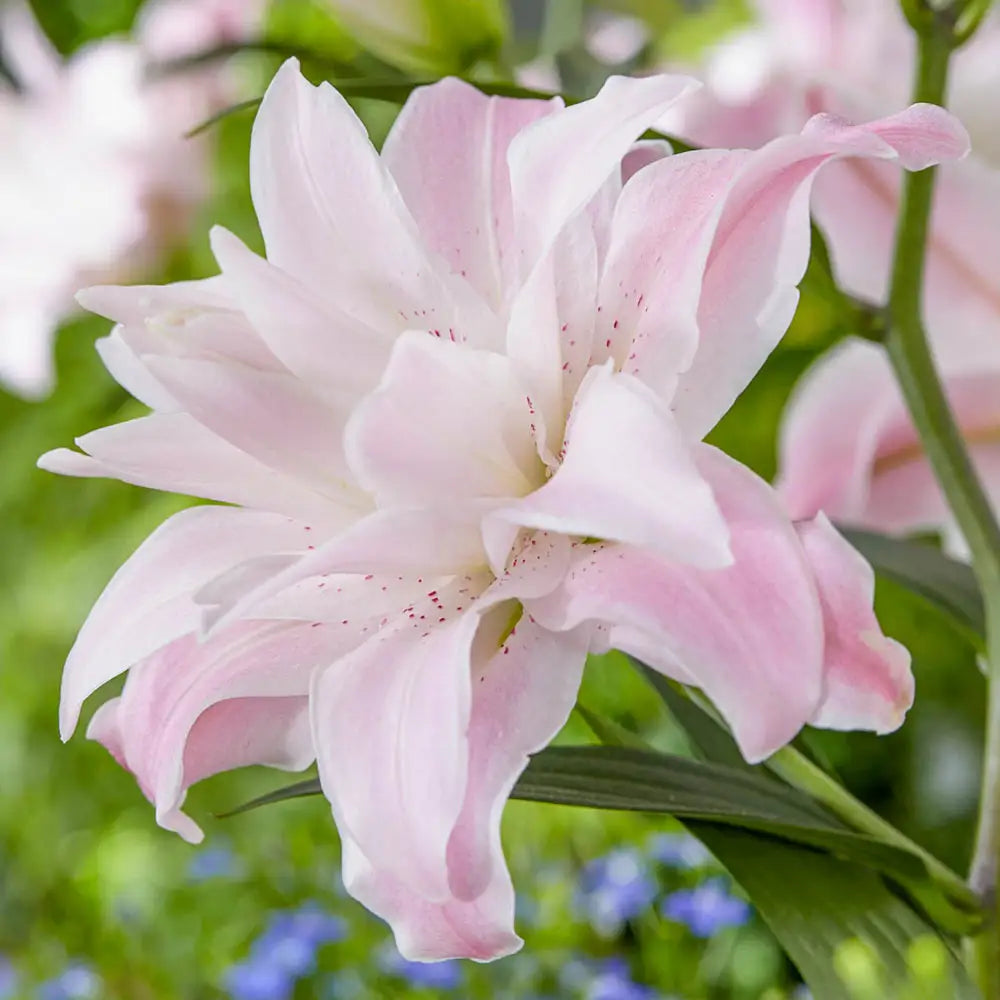 Lotus Queen Double Oriental Lily Bulbs | K. van Bourgondien