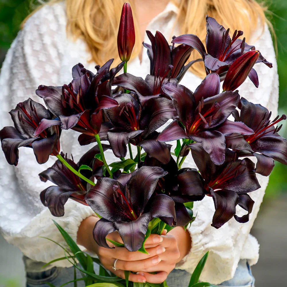 Nightrider Asiatic Lily Bulbs Online | K. van Bourgondien