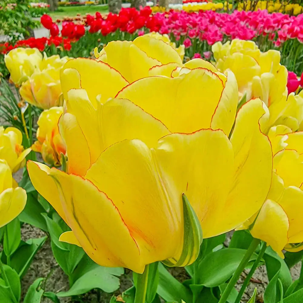 Akebono Darwin Hybrid Tulip Bulbs | K. van Bourgondien