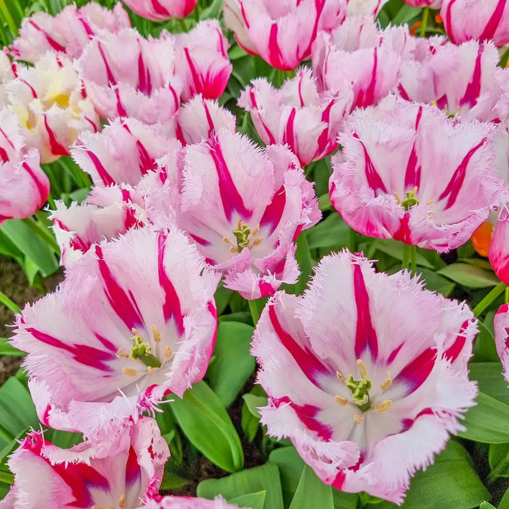 Burning Fire Fringed Tulip Bulbs | K. van Bourgondien