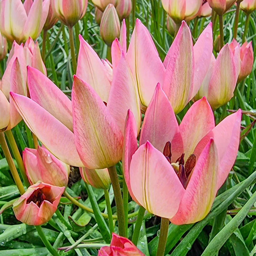 Buy Danique Tulip Bulbs Online | K. van Bourgondien