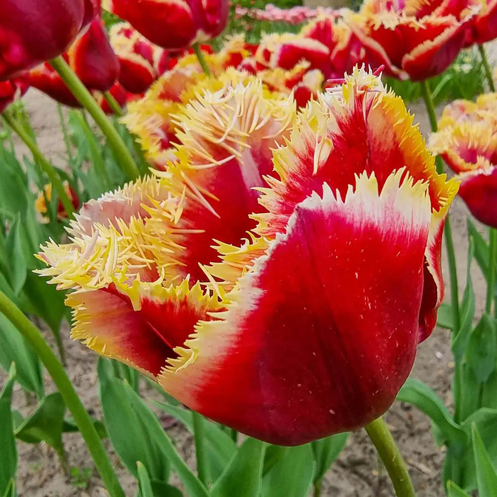 Mercure Fringed Tulip Bulbs | K. van Bourgondien