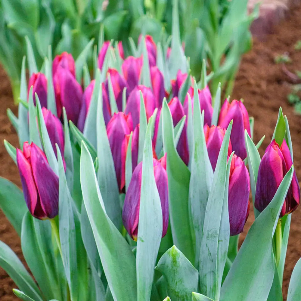 Muvota Triumph Tulip | K. van Bourgondien