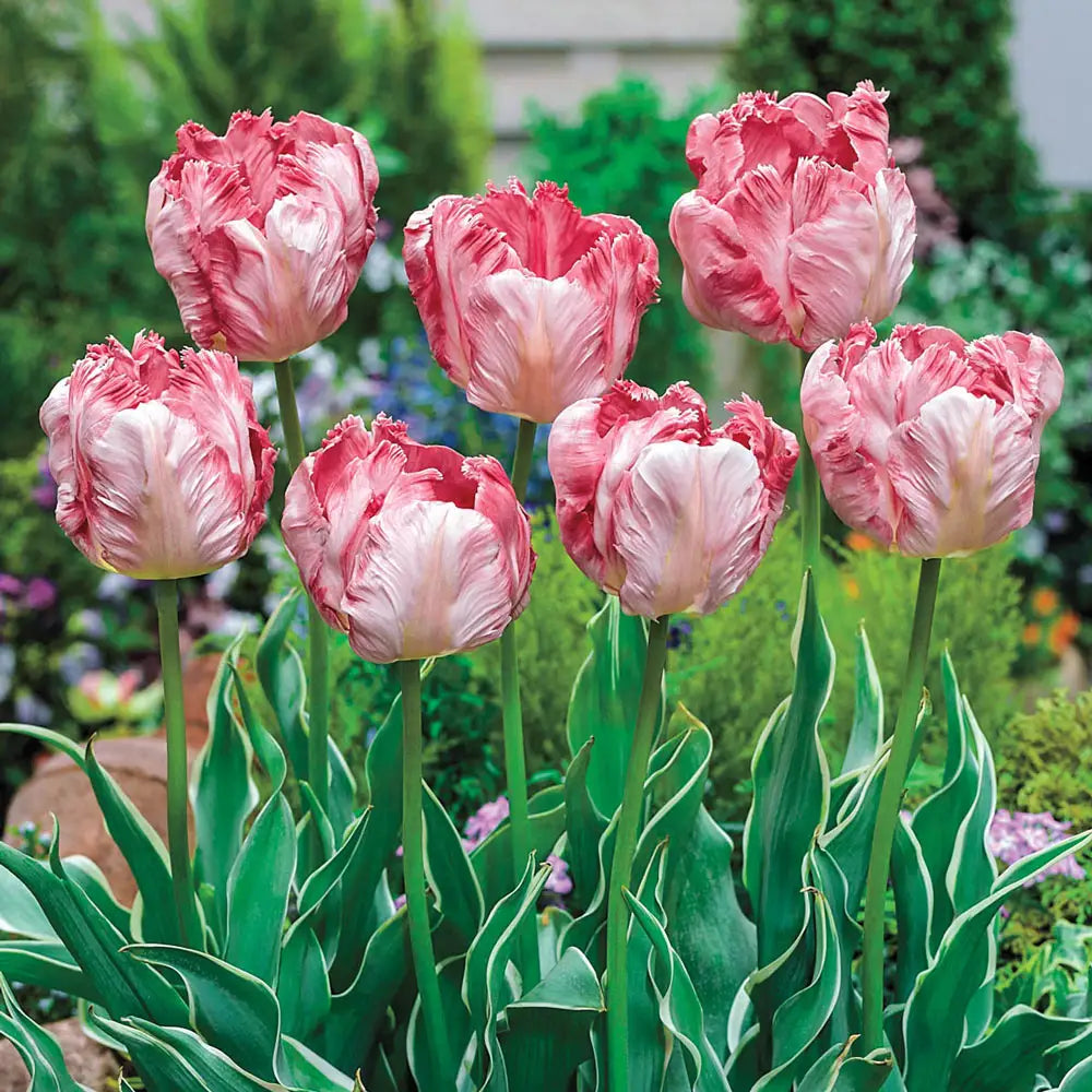 Silver Parrot Tulip Bulbs | K. van Bourgondien