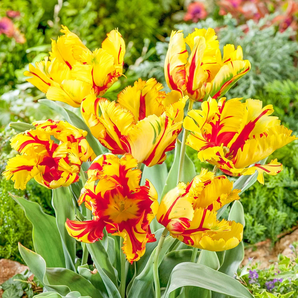 Texas Flame Parrot Tulip Bulbs | K. van Bourgondien