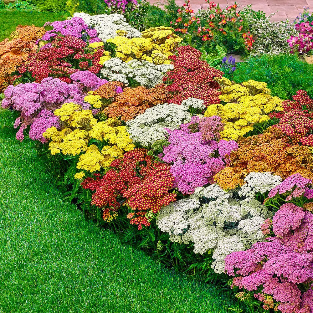 Buy Yarrow Mixed Colors Online| K. van Bourgondien