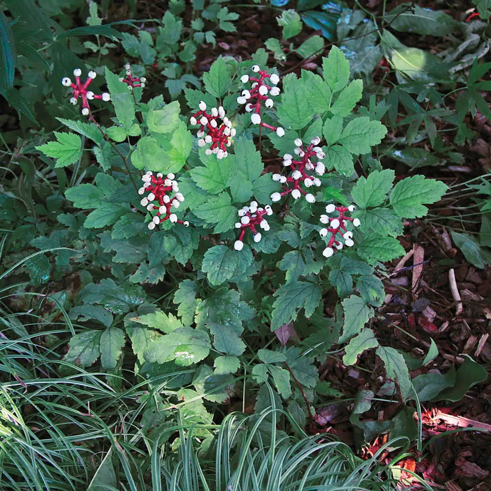 Misty Blue Baneberry Online | K. van Bourgondien
