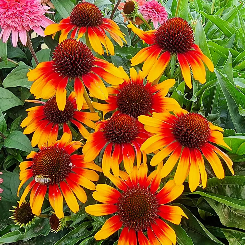 Parrot Coneflower | Echinacea | K. van Bourgondien