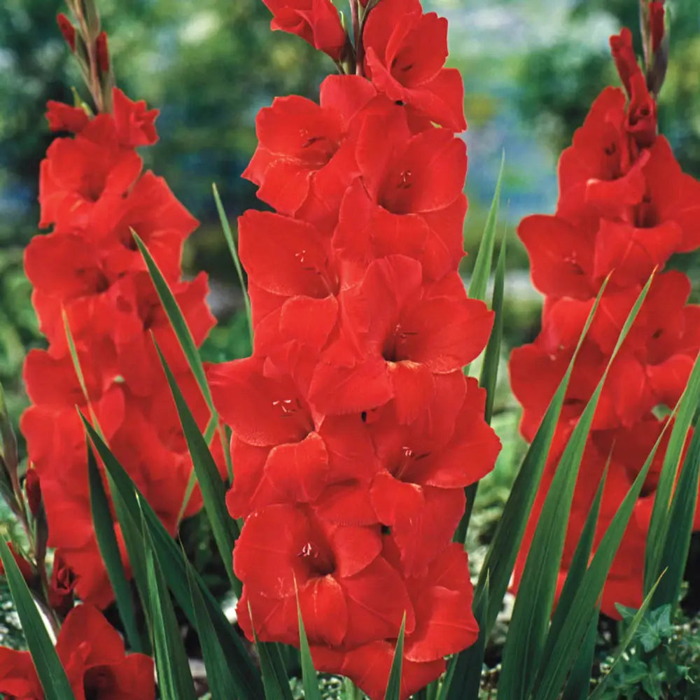 Bunga Gladiolus Online | K. van Bourgondien
