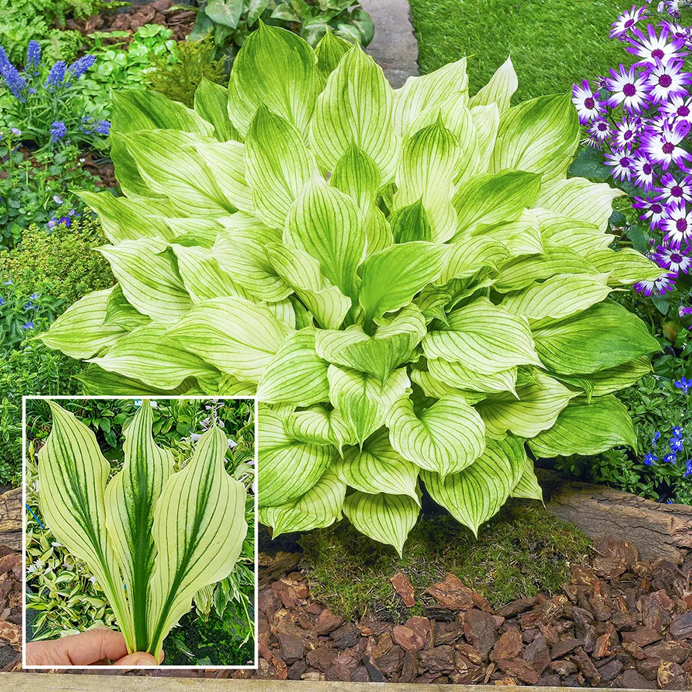 Zebra Stripes Hosta Online | K. van Bourgondien
