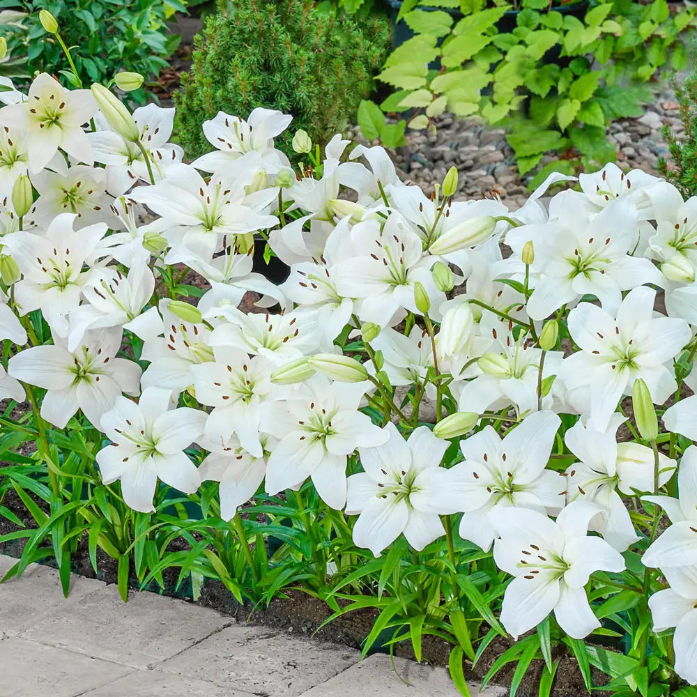 Happy Ice Border Lily | K. van Bourgondien