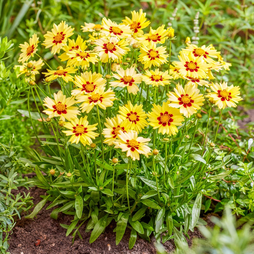 Solar Moon Coreopsis | K. van Bourgondien Wholesale Perennials