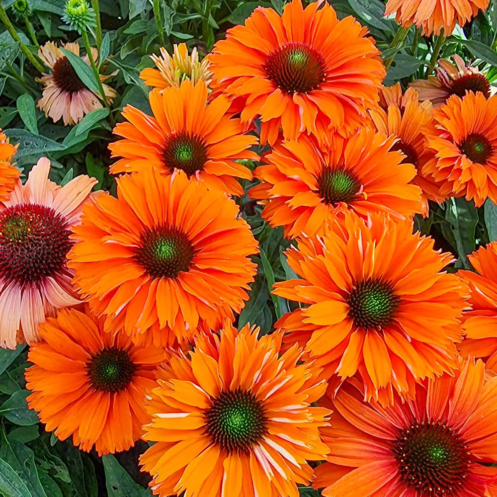 Sunseekers Mineola Coneflower | K. van Bourgondien