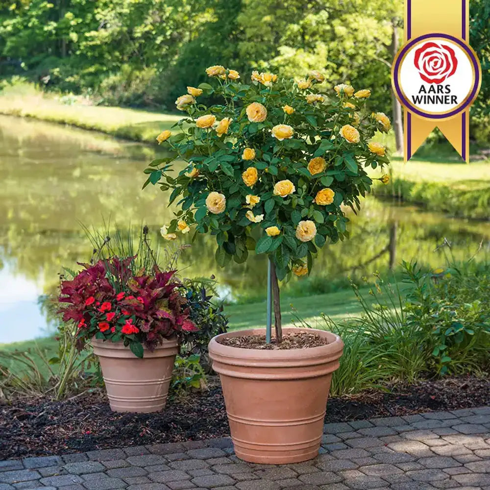 Buy Julia Child Tree Rose | K. van Bourgondien