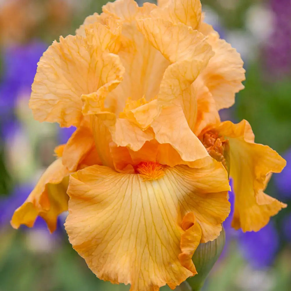 Mango Passion German Iris | K. van Bourgondien
