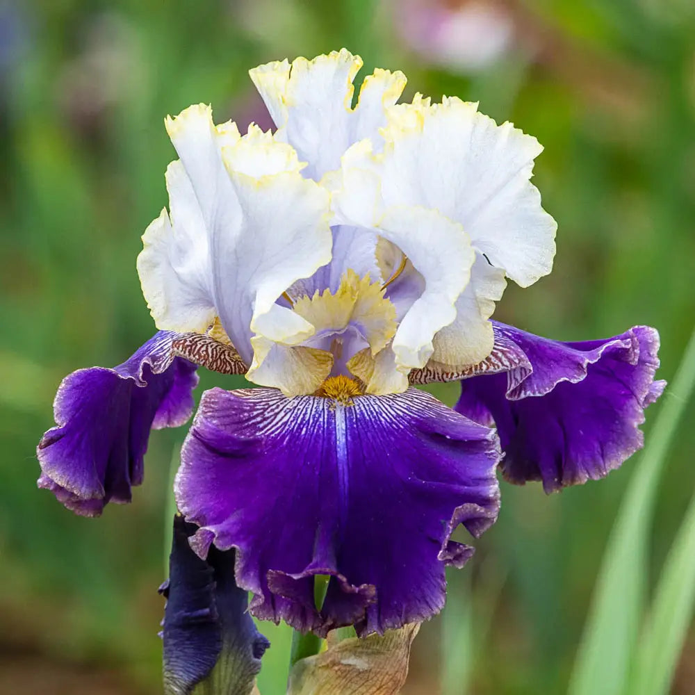 Slovak Prince German Iris | K. van Bourgondien