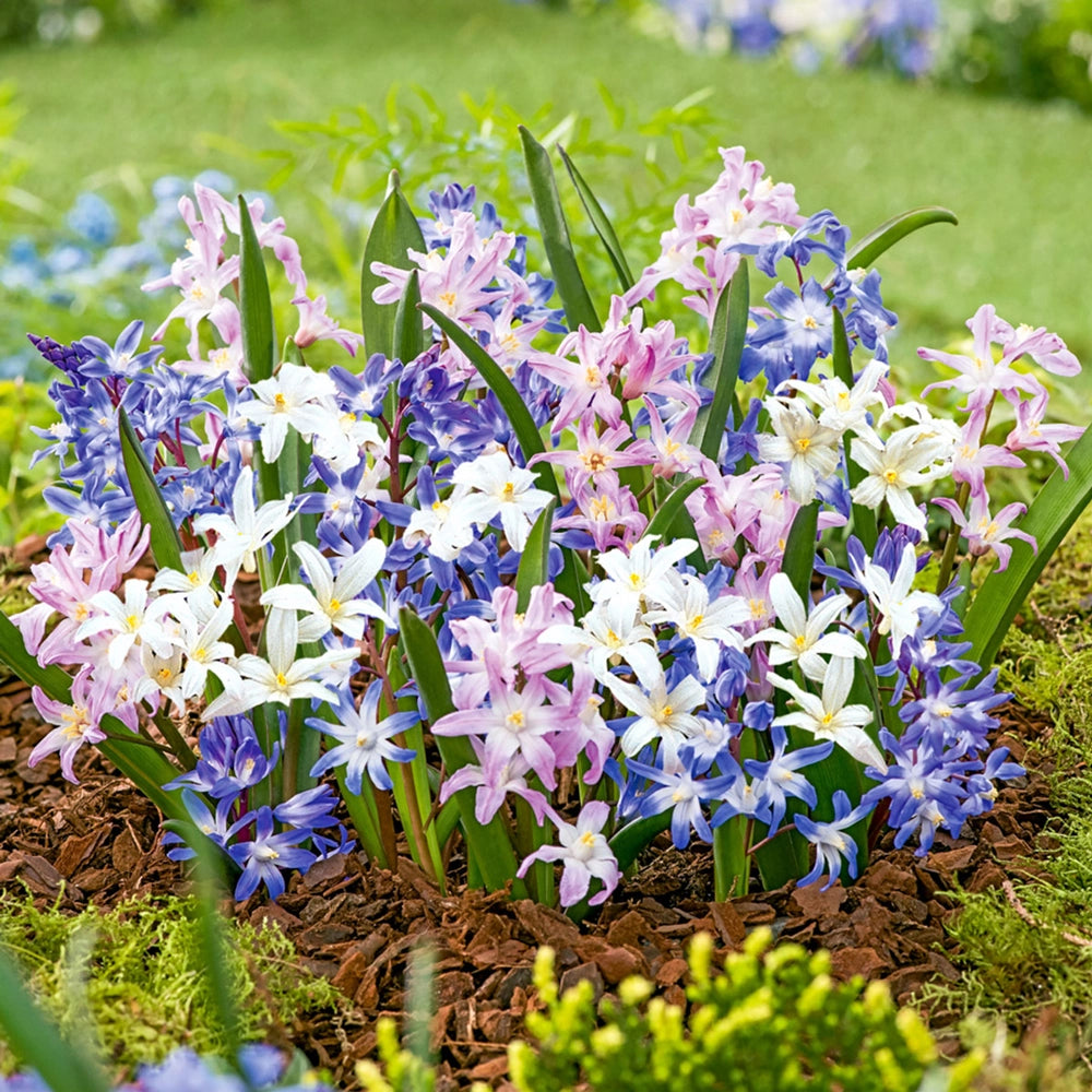 Buy Early Snow Glories Mix Online | K. van Bourgondien