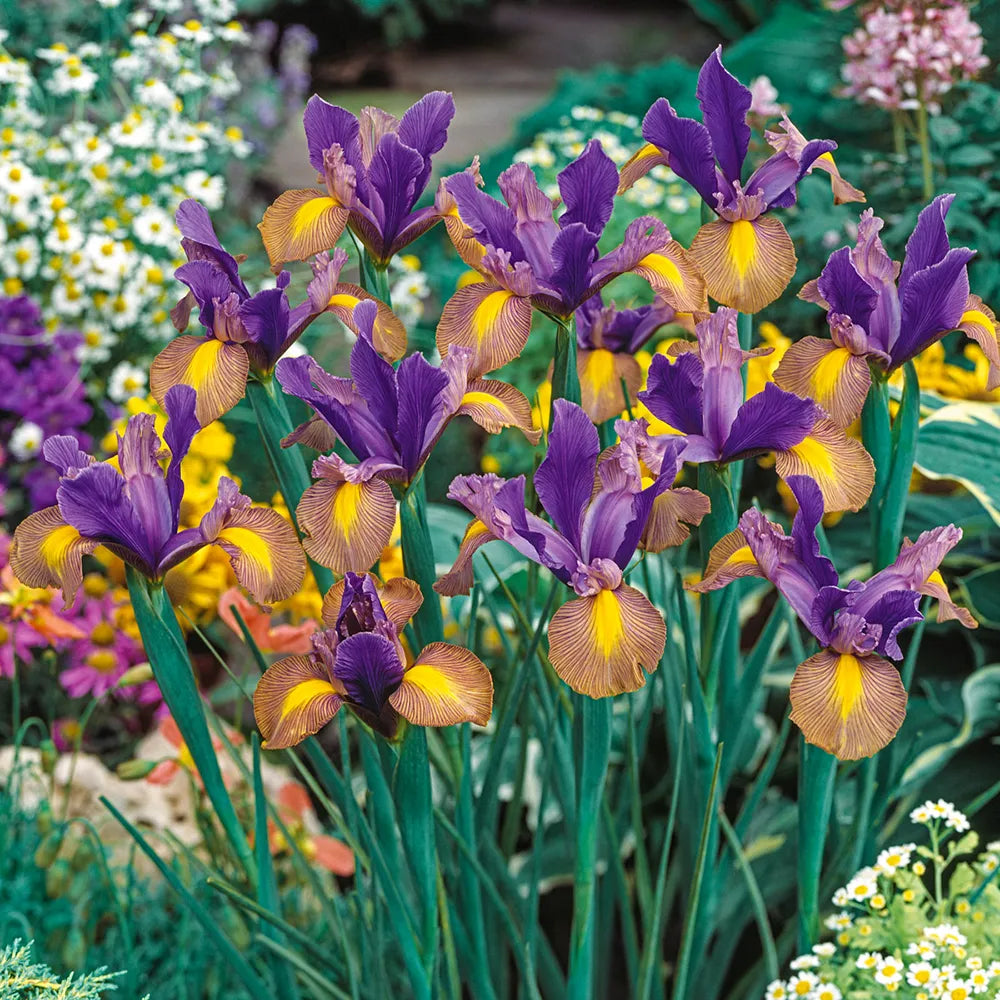 Buy Picasso Dutch Iris Bulbs | K. van Bourgondien