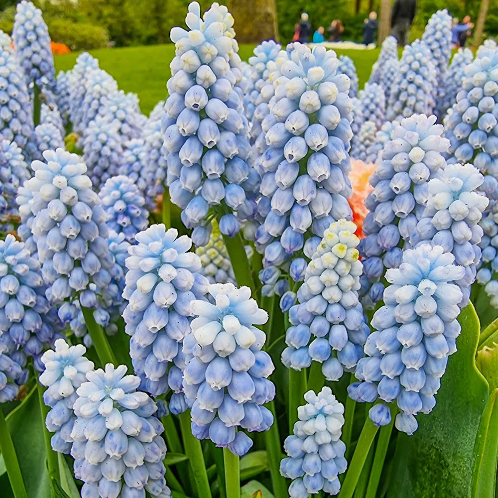 Manon Muscari Bulbs Online | K. van Bourgondien