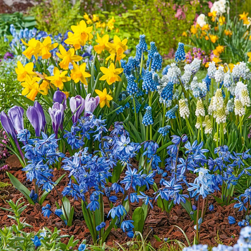 Springtime Prism Bulb Collection | K. van Bourgondien