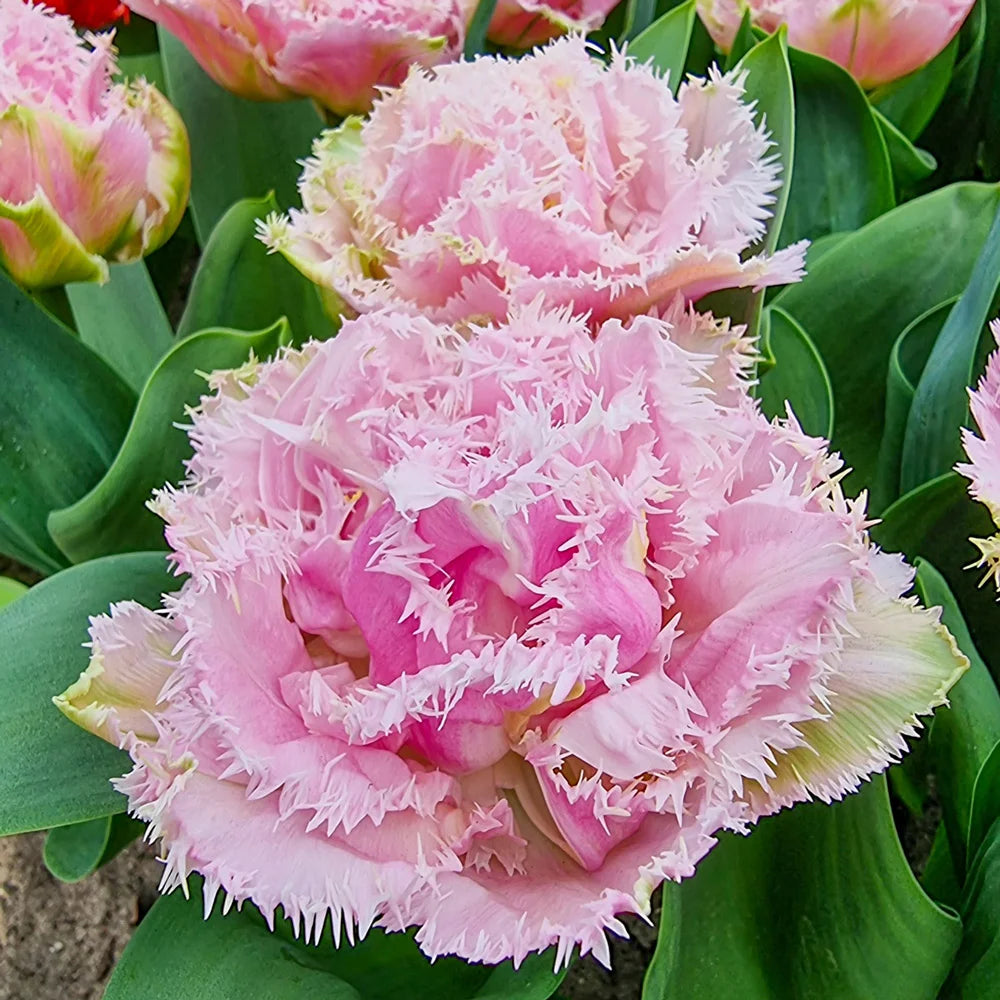 Perth Double Peony Tulip | K. van Bourgondien