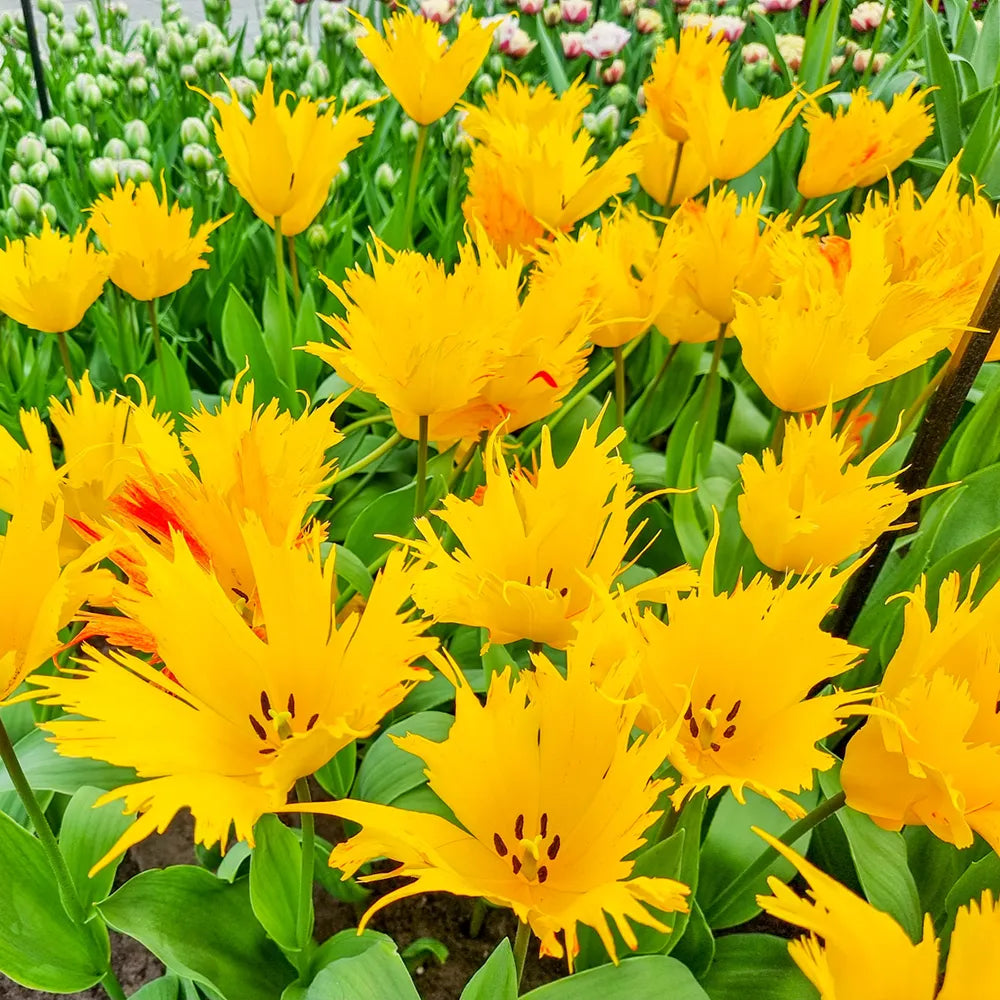 Robbedoes Darwin Hybrid Tulip Online | K. van Bourgondien