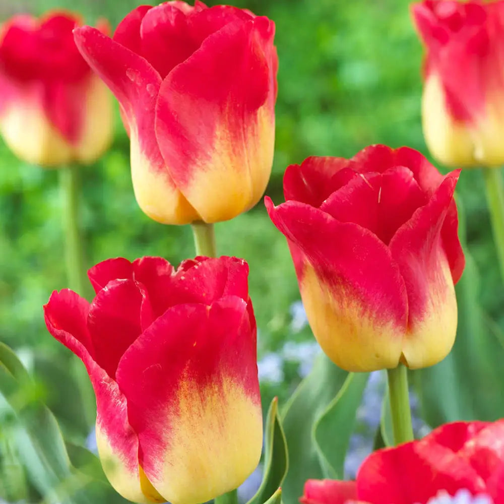 Match Tulip Bulbs Online | K. van Bourgondien