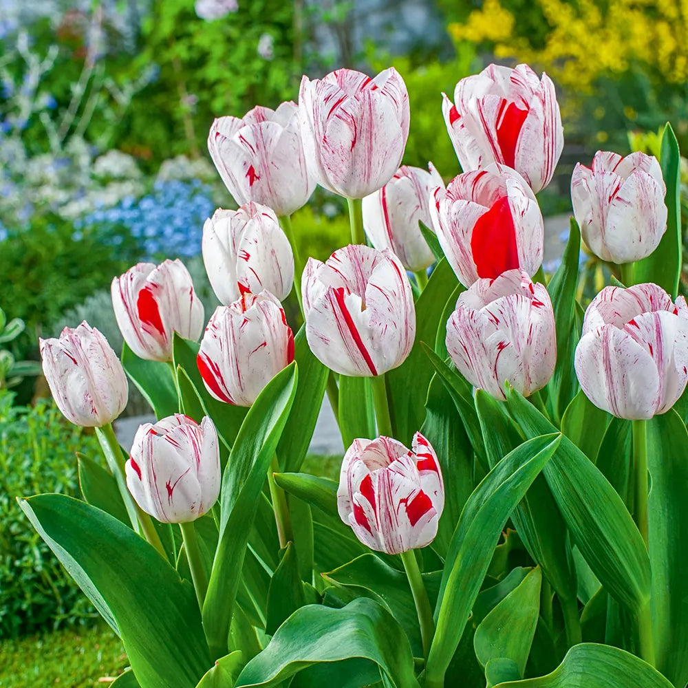One Direction Tulip Bulbs | K. van Bourgondien