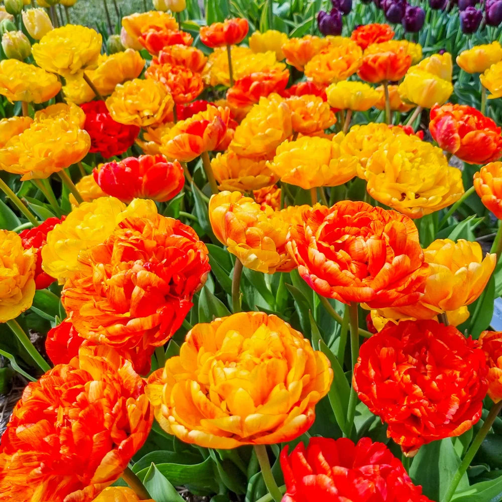 Buy Sun Lover Double Peony Tulip | K. van Bourgondien