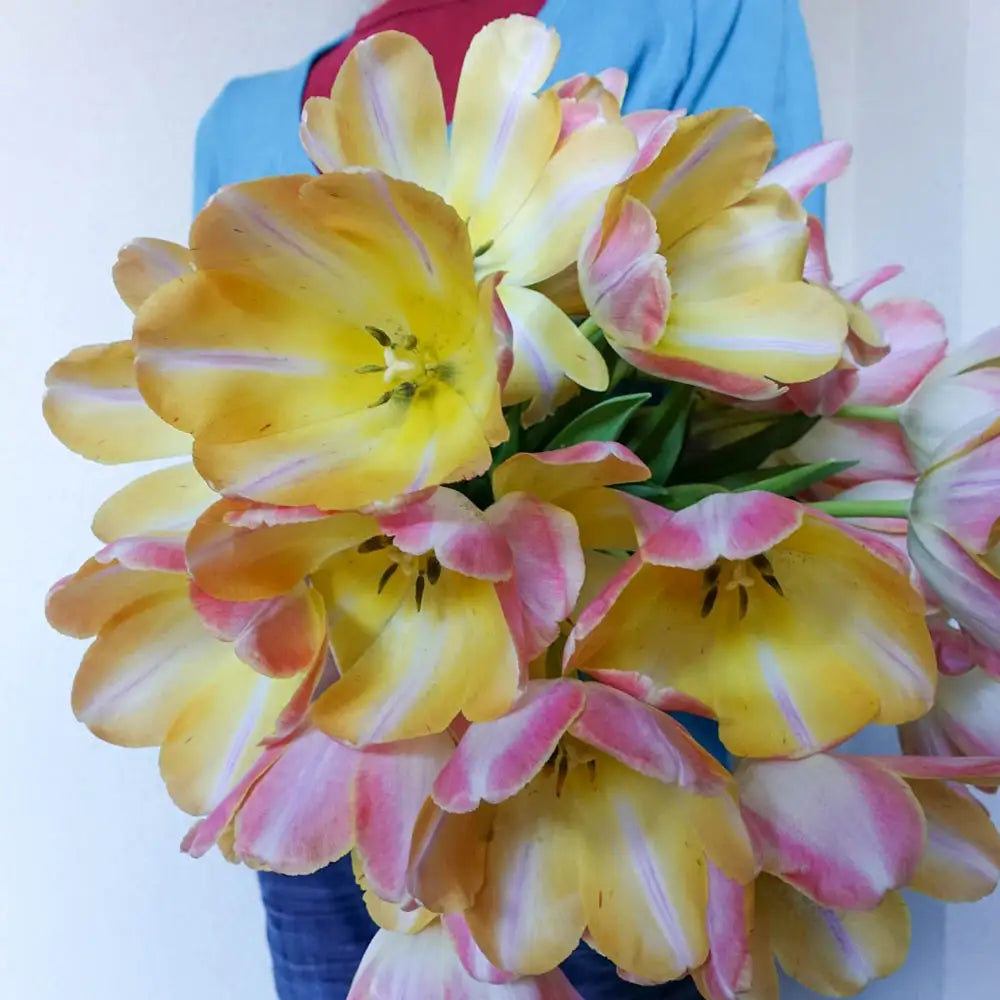 Buy Kunyun Tulip Bulbs | K. van Bourgondien