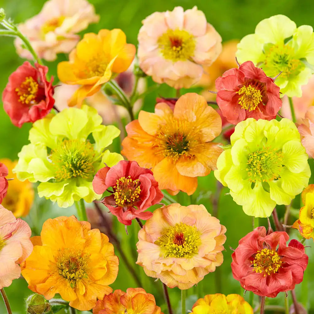 Geum Cocktails Series Mixed Colors | K. van Bourgondien