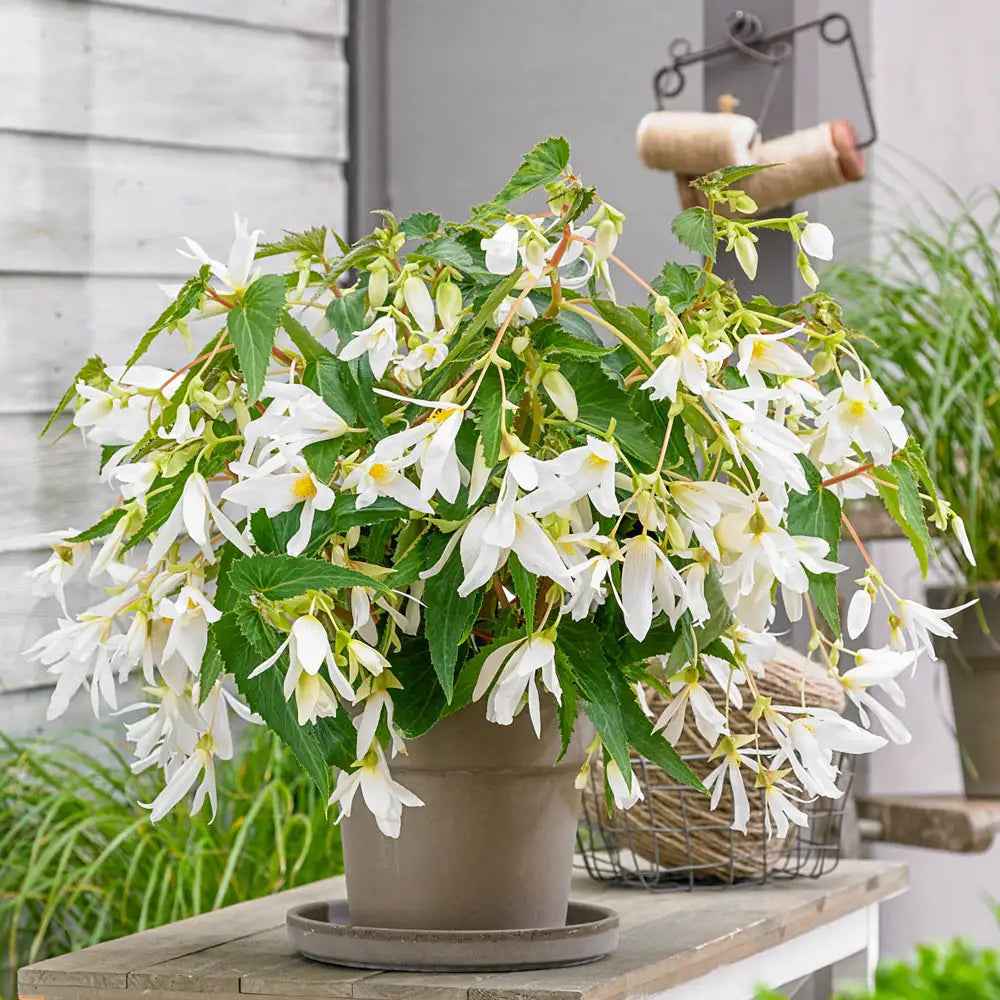 Buy Santa Barbara Boliviensis Begonia | K. van Bourgondien