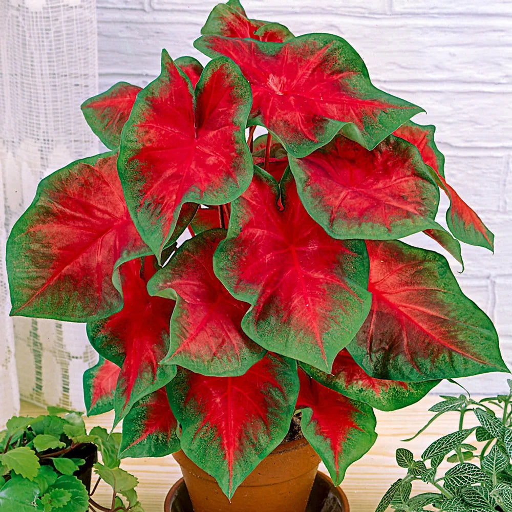 Buy John Peed Caladium Online | K. van Bourgondien
