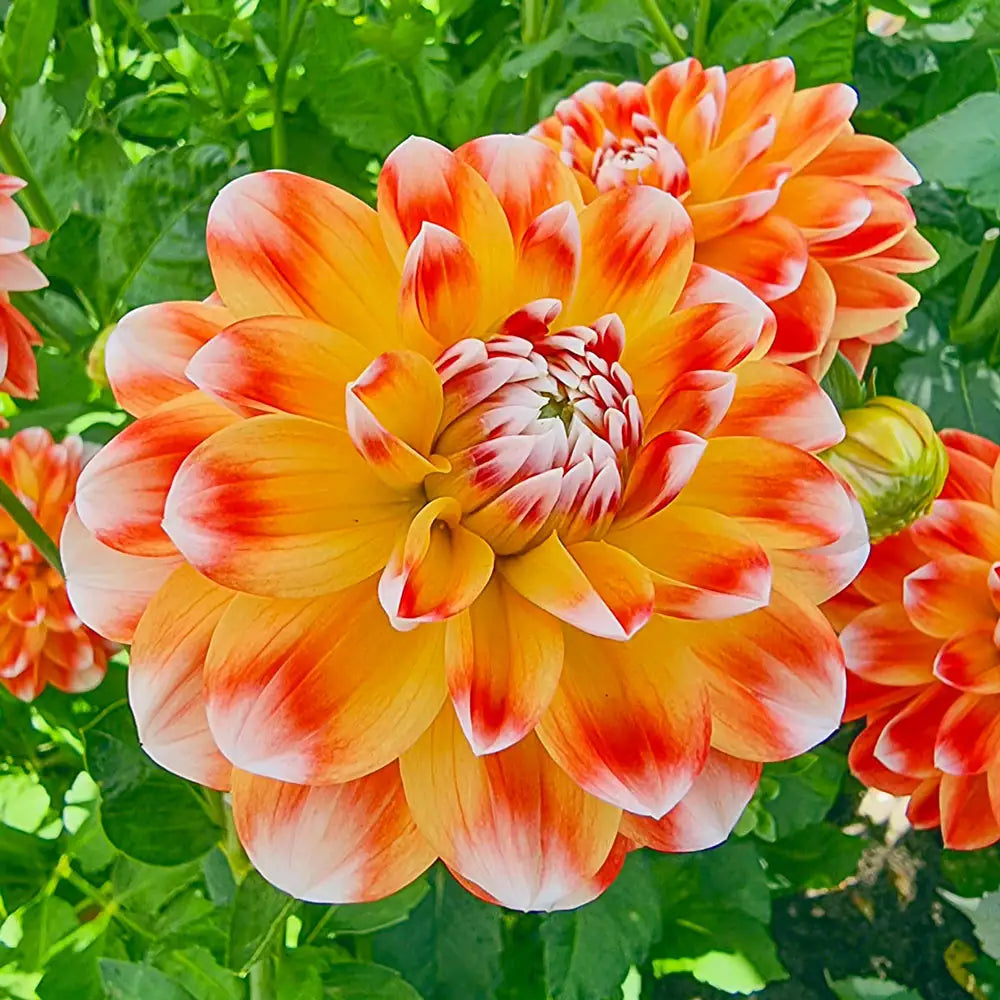 Buy Hapet Harmony Dahlia Online | K. van Bourgondien