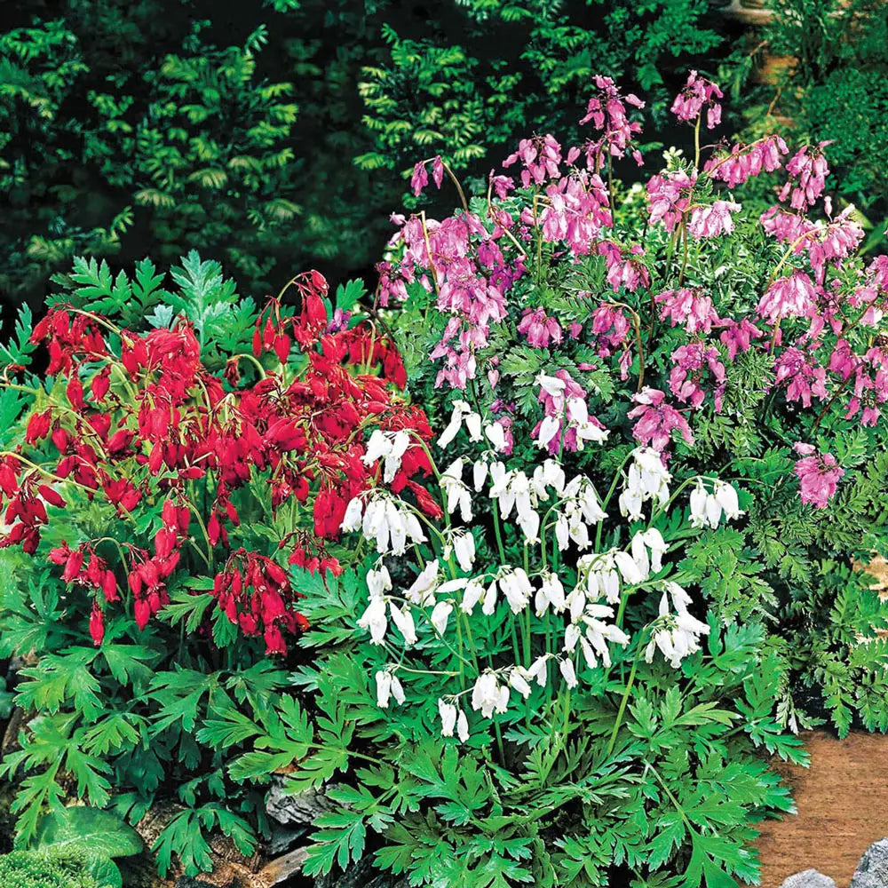 Buy Reblooming Dwarf Bleeding Hearts Mix | K. van Bourgondien