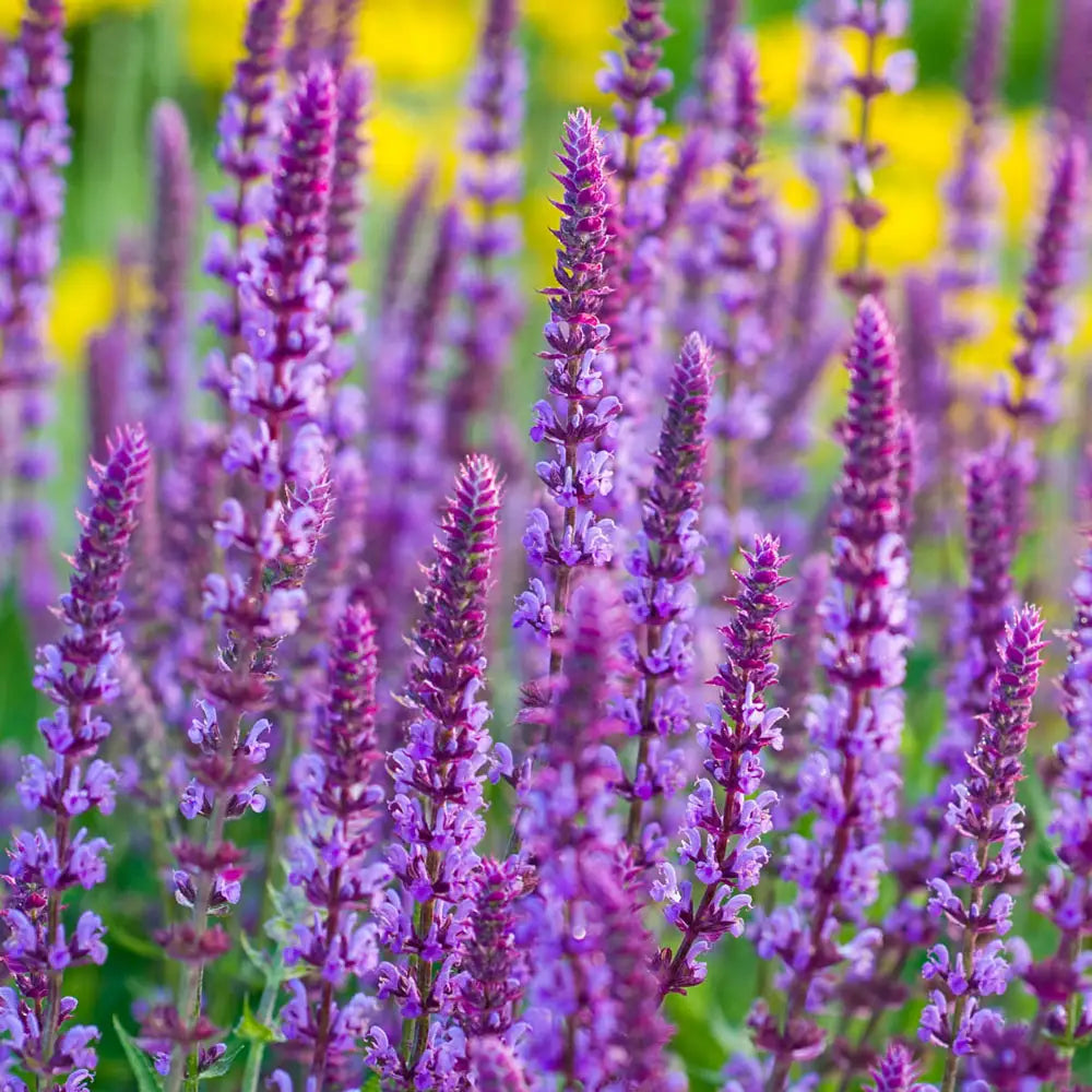 Where To Order Salvia