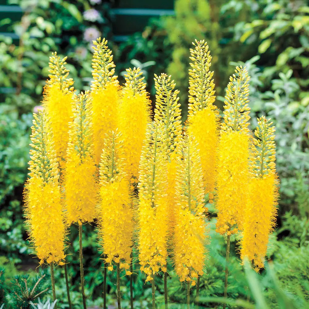 Buy Foxtail Lily Online | K. van Bourgondien