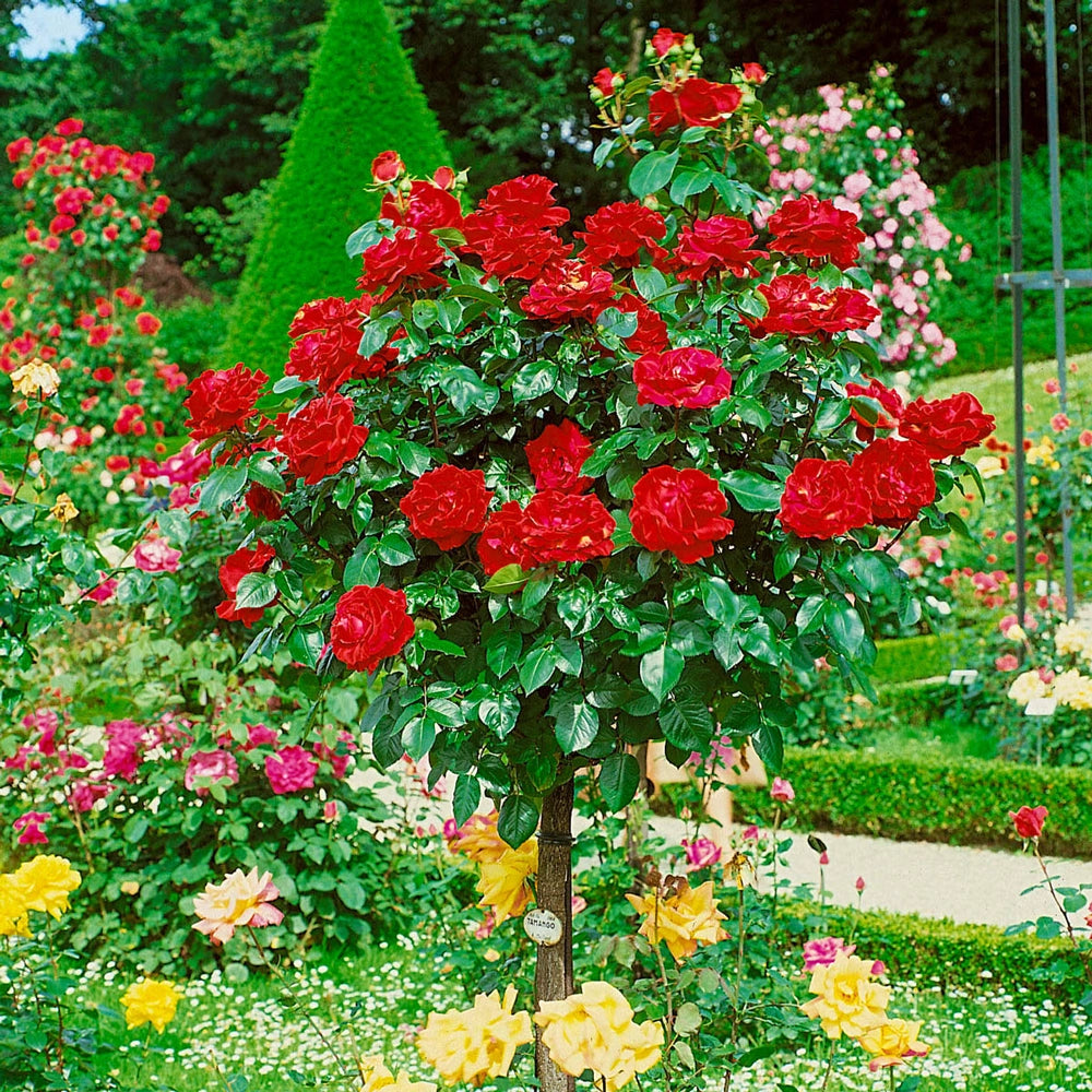 Chrysler Imperial Hybrid Tea Rose | K. van Bourgondien