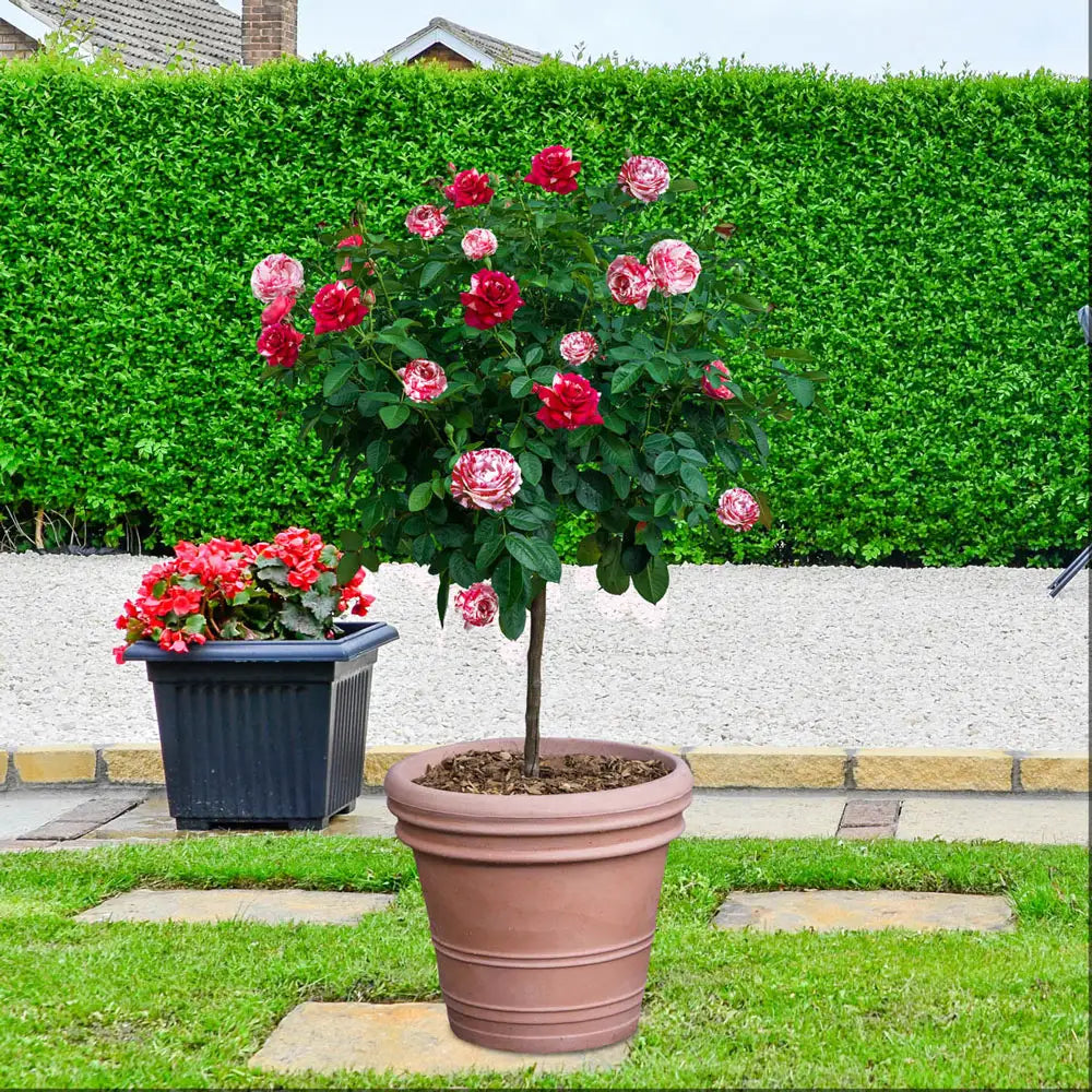 Scentimental Tree Rose | K. van Bourgondien