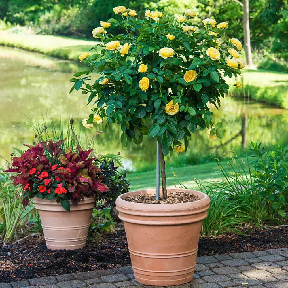 Doris Day Tree Rose Plants | K. van Bourgondien