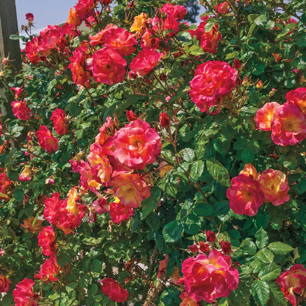 Josephs Coat Climbing Rose | K. van Bourgondien