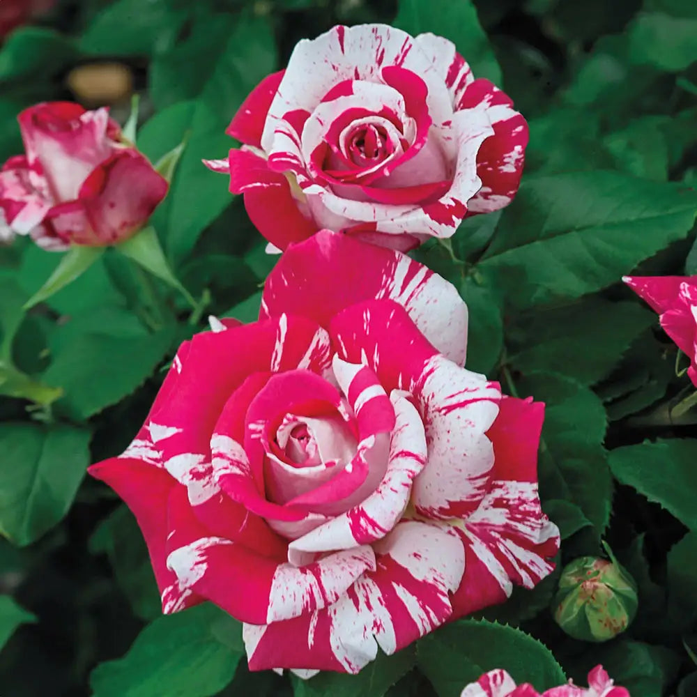 Neil Diamond Hybrid Tea Rose | K. van Bourgondien