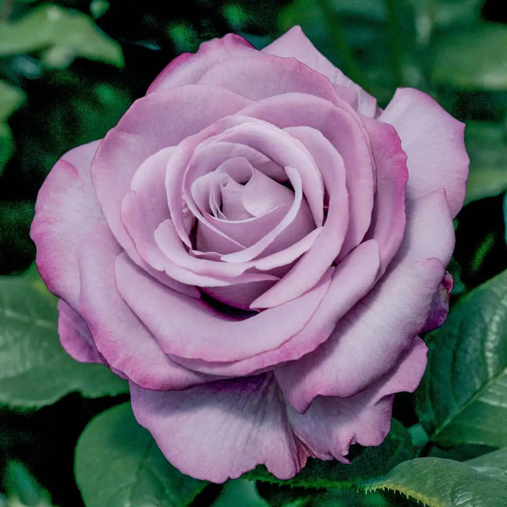 Buy Neptune Hybrid Tea Rose | K. van Bourgondien