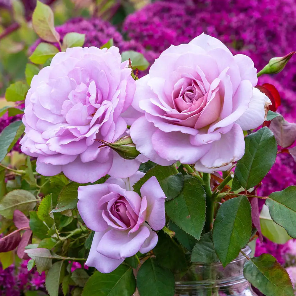 Silver Lining Floribunda Rose | K. van Bourgondien