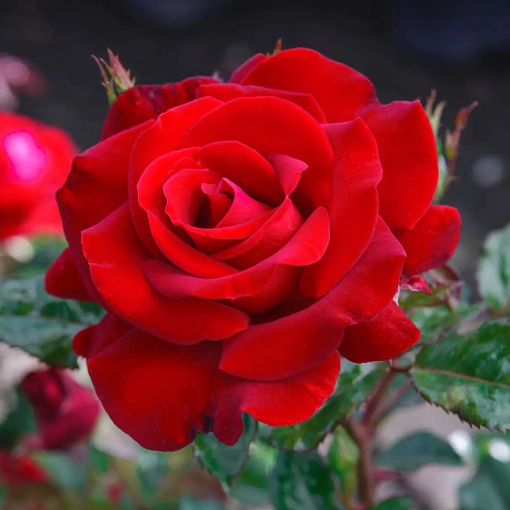 Drop Dead Red Floribunda Rose | K. van Bourgondien