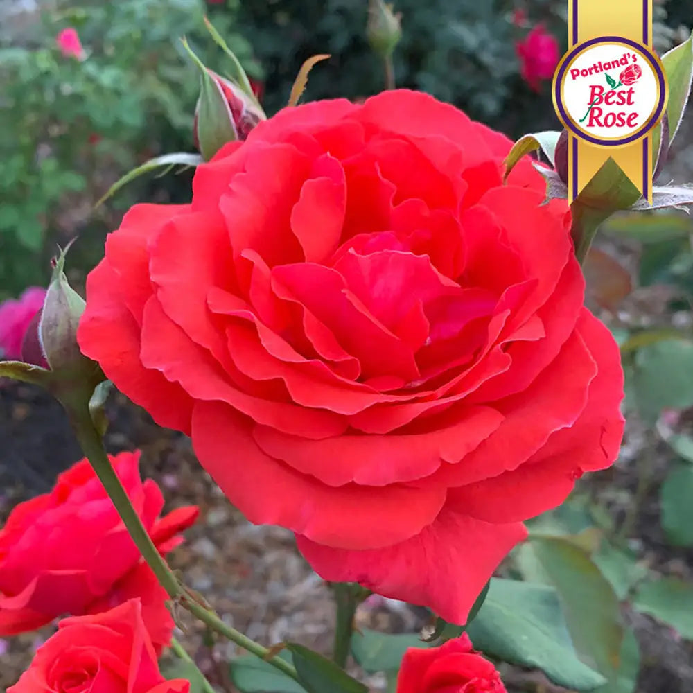 Fragrant Cloud Hybrid Tea Rose | K. van Bourgondien